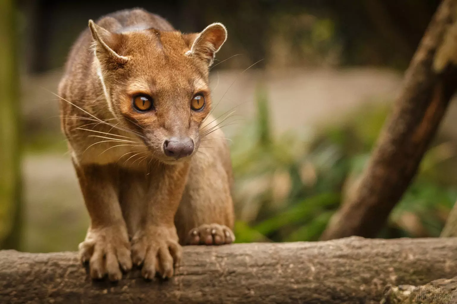 Гигантская фосса: описание, фото, ареал и среда обитания, питание ...