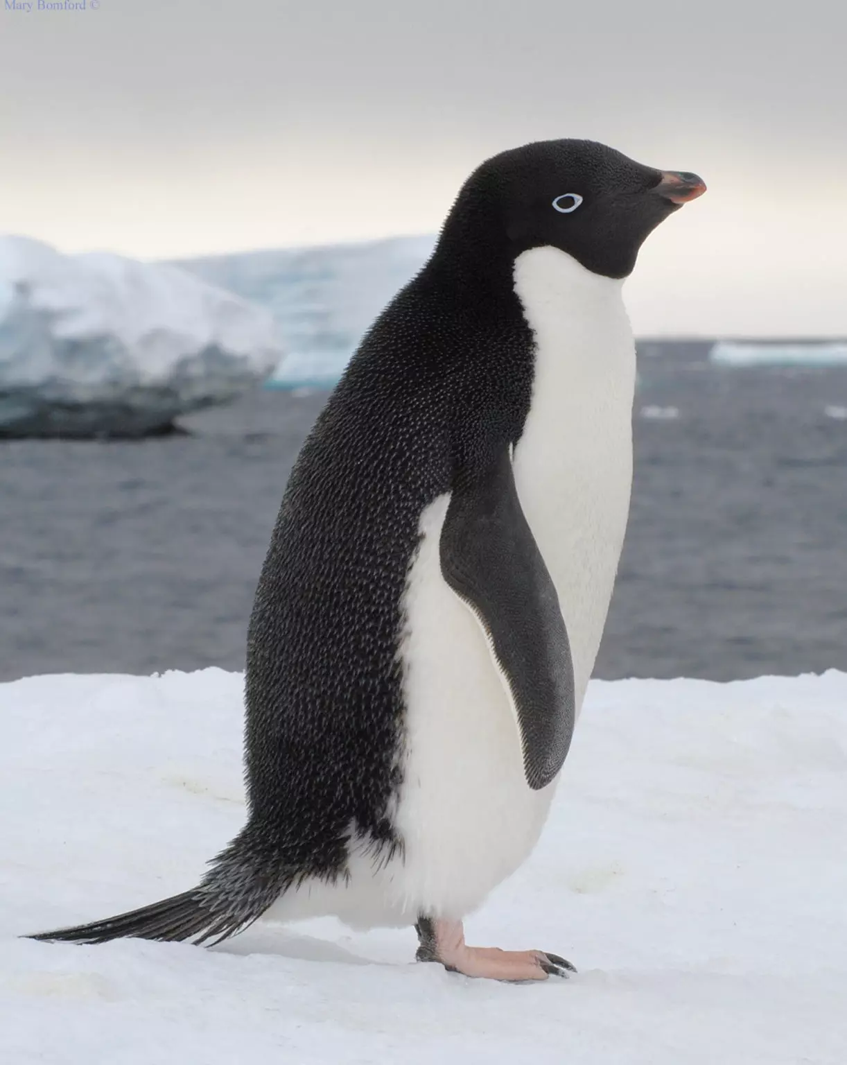 Пингвин Адели: описание, фото, ареал и среда обитания, питание ...